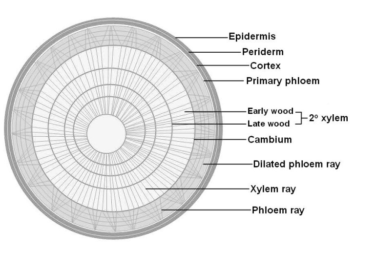 XYLEM WOODWORKING – Foley, Alabama